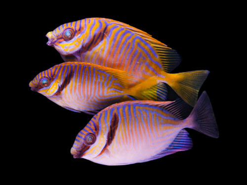 The Rabbitfish: A Look at Several Siganus Species - Quality Marine