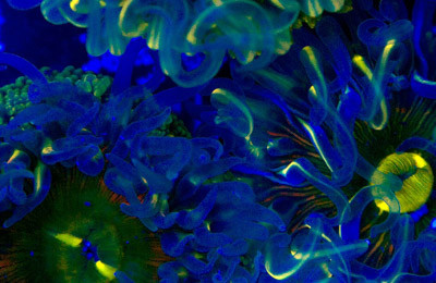 Rainbow Bottom Anemone - Quality Marine