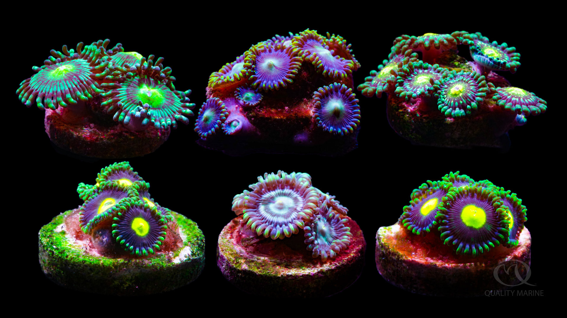 Ultimate Ultra Zoanthids! - Quality Marine