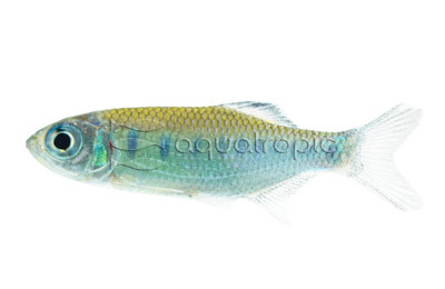Aquatropic - Fish - Danios - Quality Marine