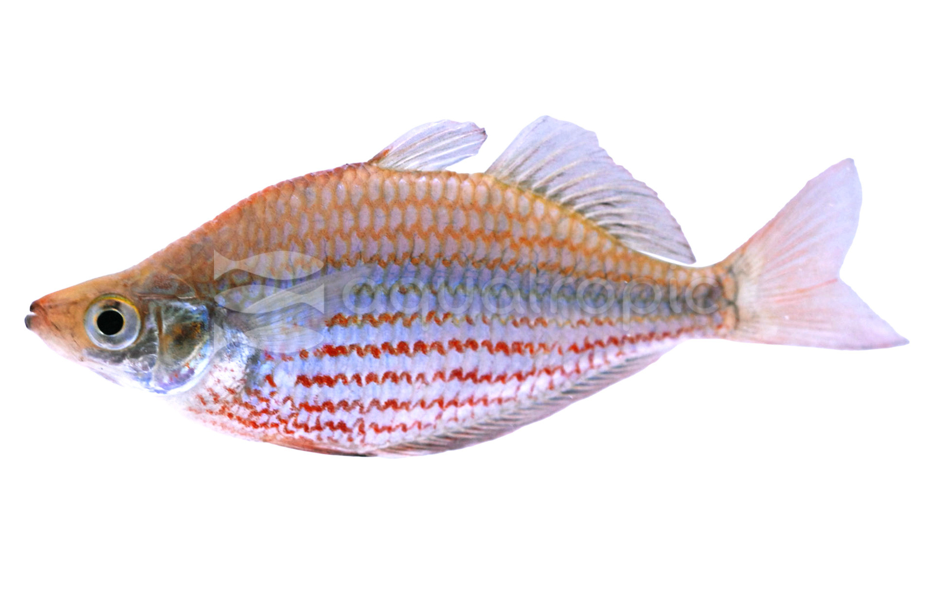 Aquatropic - Fish - Rainbowfish - Quality Marine