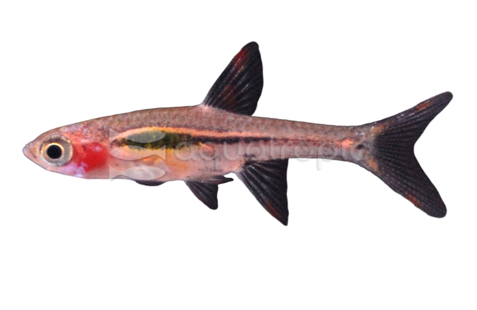 Aquatropic - Fish - Rasboras - Quality Marine
