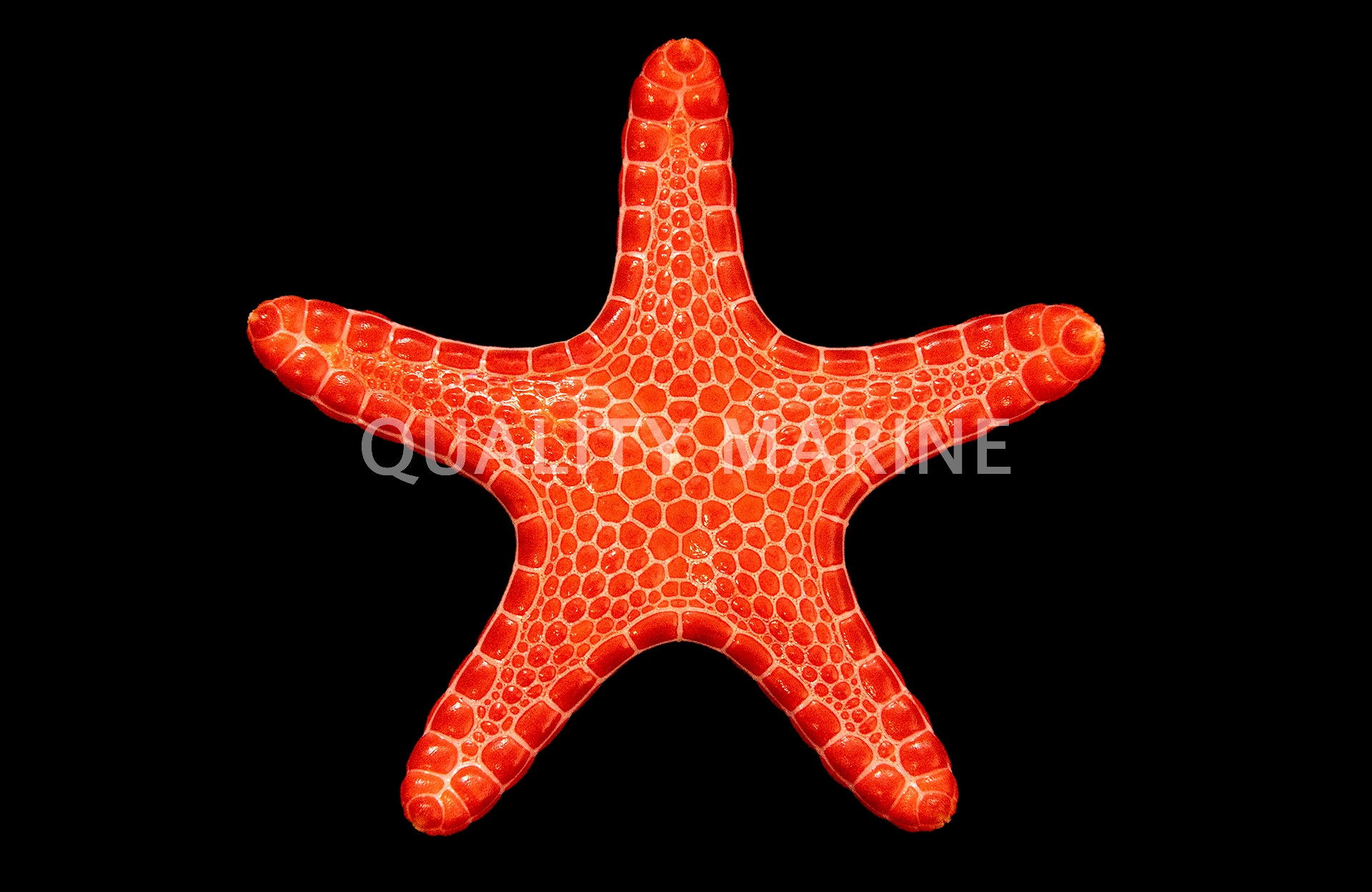 Quality Marine - Invertebrates - Stars - Page 1 - Quality Marine