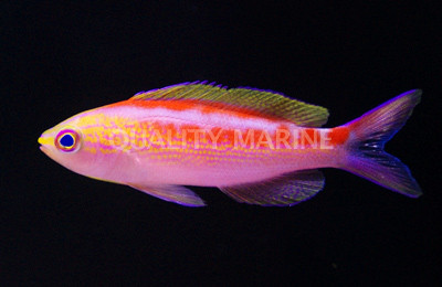 Quality Marine - Fish - Anthias - Page 1 - Quality Marine