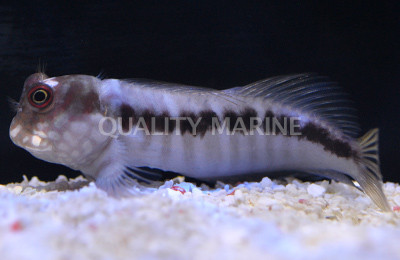 Quality Marine - Fish - Blennies - Quality Marine