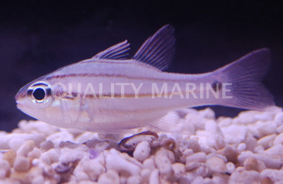 Quality Marine - Fish - Cardinals - Page 1 - Quality Marine