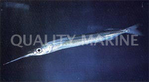 Quality Marine - Fish - Hemramphidae - Quality Marine