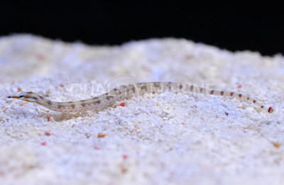Quality Marine - Fish - Pipefish - Quality Marine