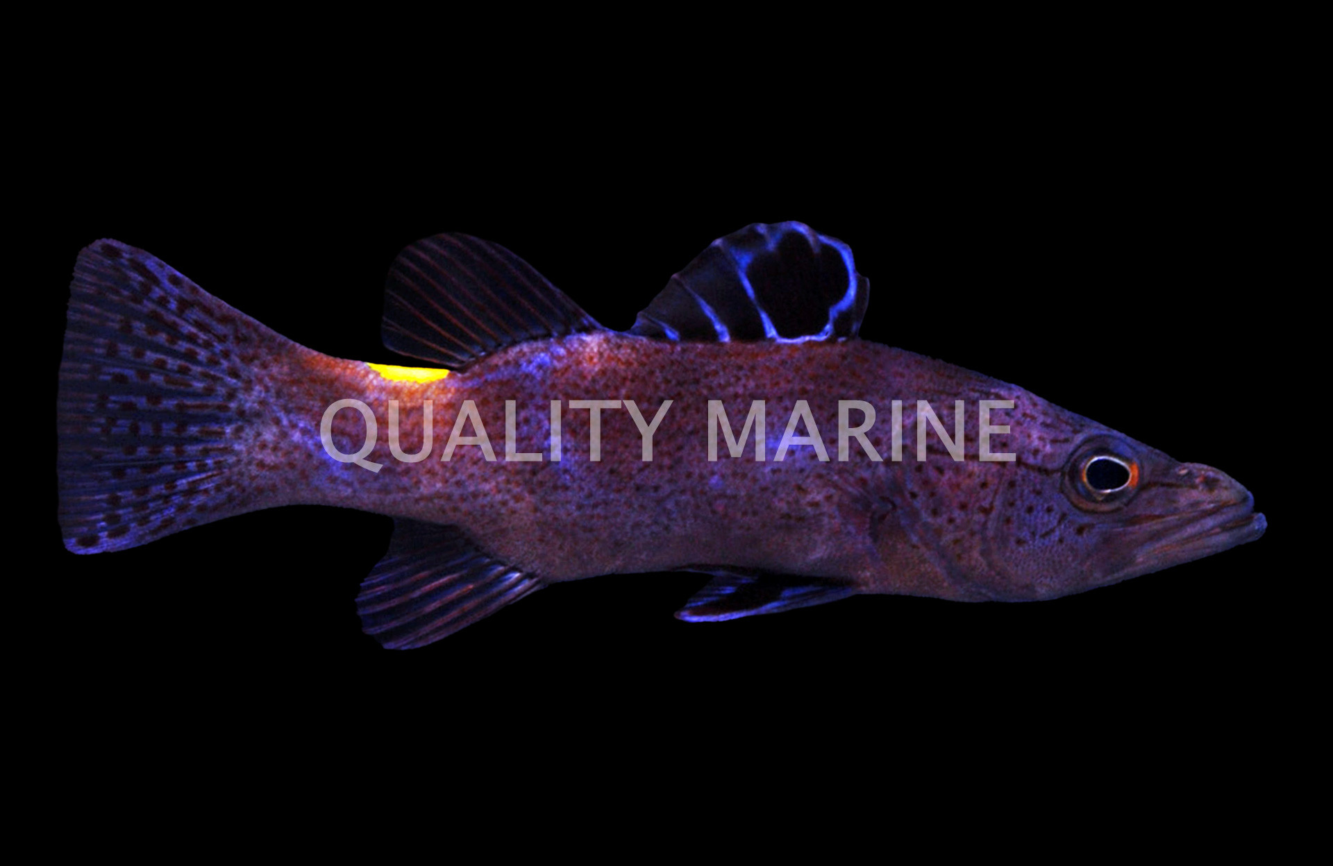 Quality Marine - Fish - Basslets - Quality Marine