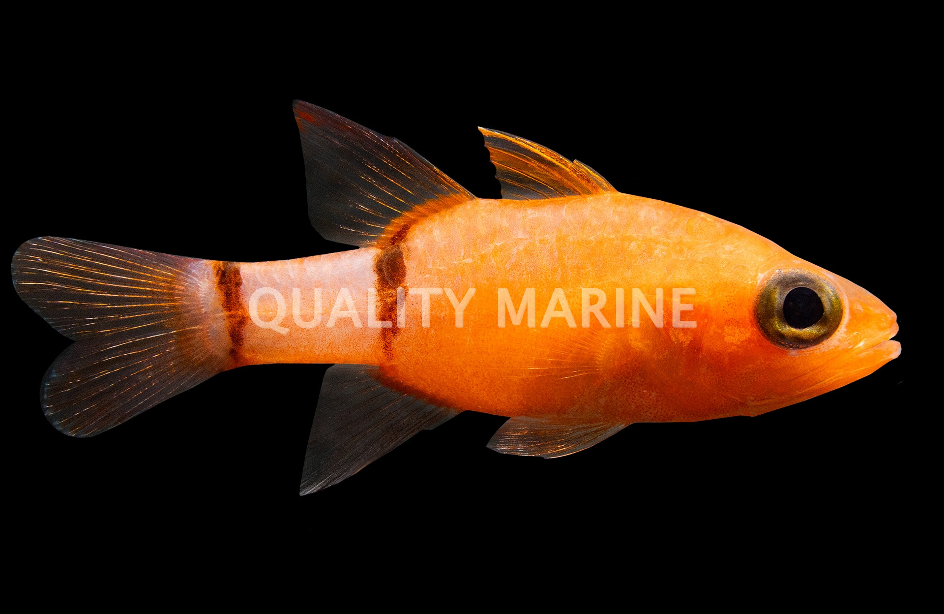 Quality Marine - Fish - Cardinals - Quality Marine