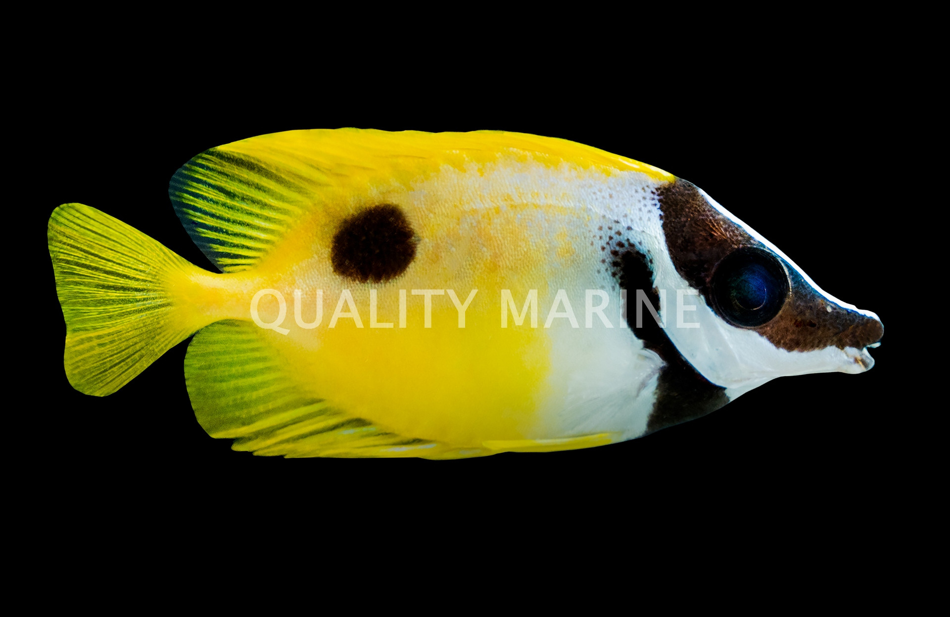 Quality Marine - Fish - Rabbitfish - Quality Marine