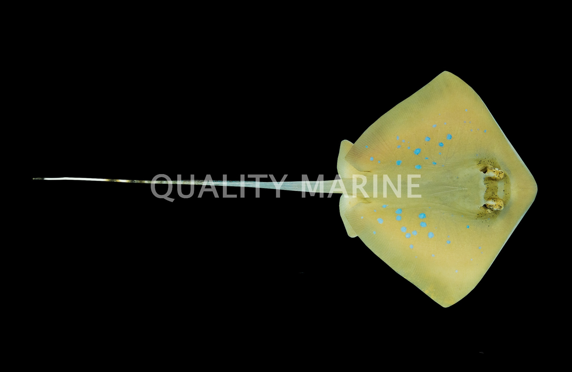 Quality Marine - Fish - Rays - Quality Marine