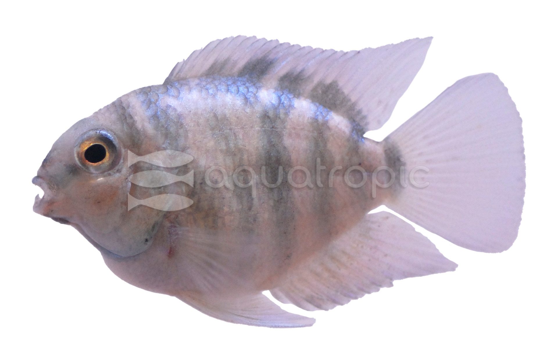 Parrot Polar Blue Convict Hybrid - Quality Marine