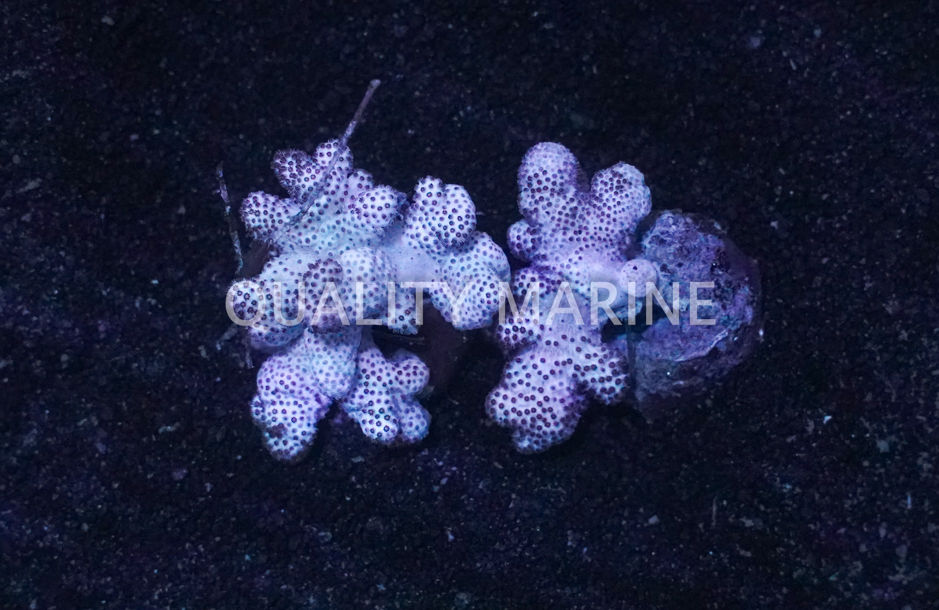 Quality Marine - Coral - Corals, Soft - Quality Marine