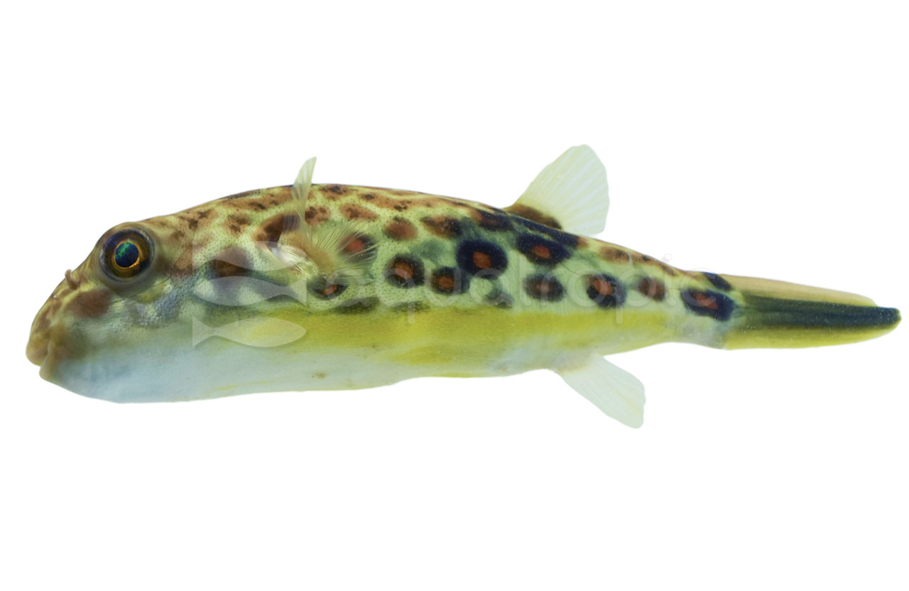 Aquatropic - Fish - Puffers - Quality Marine