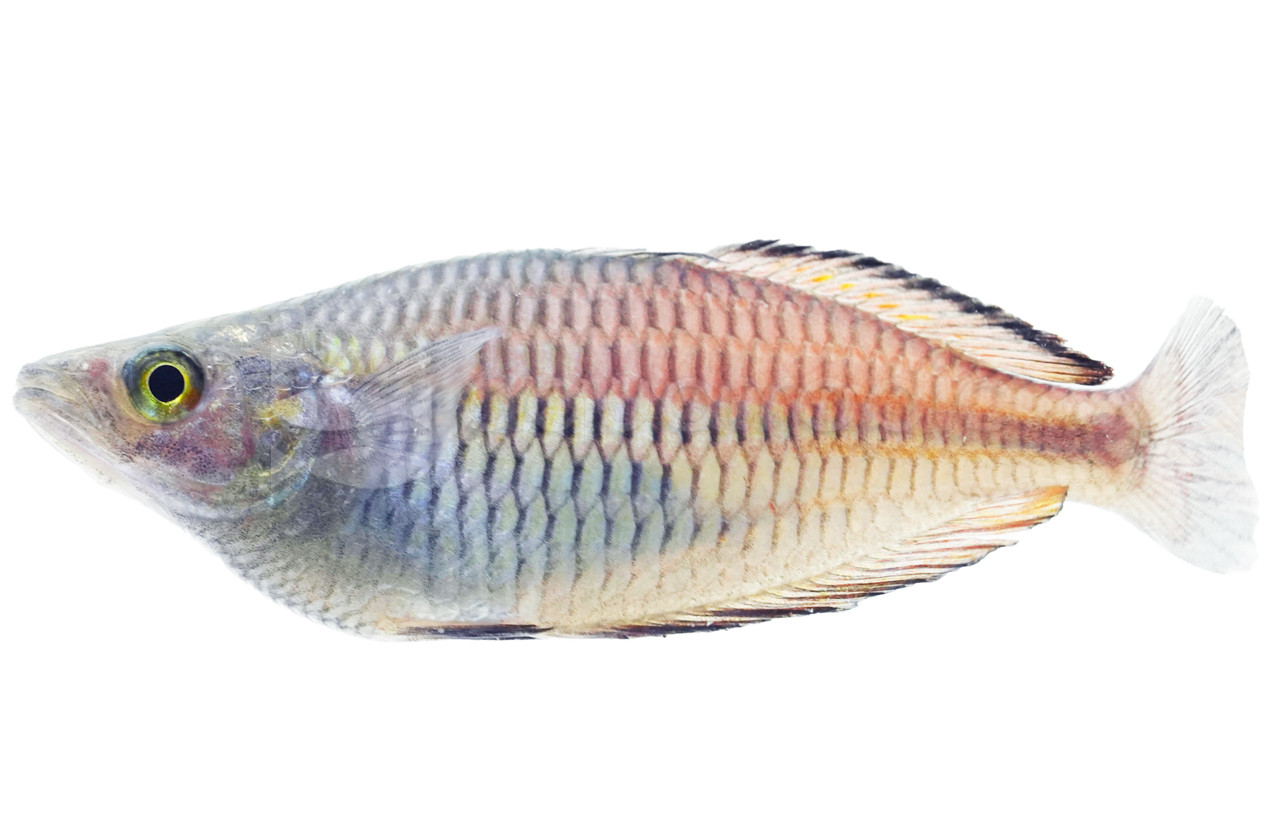 Aquatropic - Fish - Rainbowfish - Quality Marine