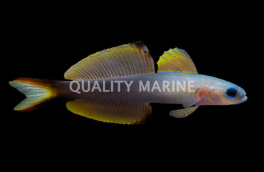 Quality Marine - Fish - Gobies - Page 1 - Quality Marine