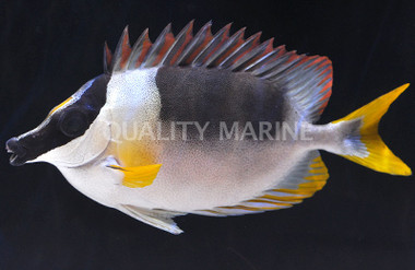 Quality Marine - Fish - Rabbitfish - Quality Marine