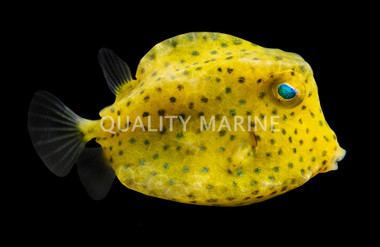 Quality Marine - Fish - Trunkfish - Quality Marine