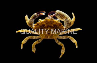 Quality Marine - Invertebrates - Crabs - Quality Marine