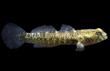 Quality Marine - Fish - Gobies - Quality Marine