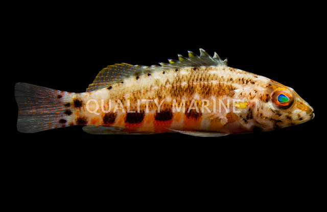 Quality Marine - Fish - Basslets - Quality Marine