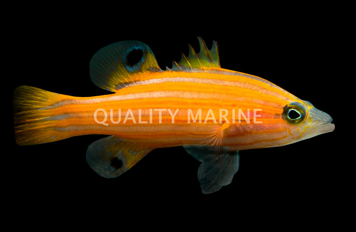 Swale's Swissguard Basslet - Quality Marine