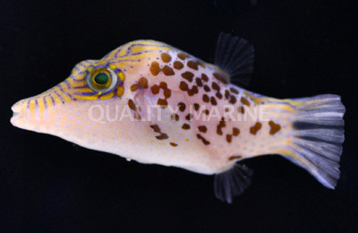Leopard Toby Pufferfish - Quality Marine
