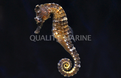 Ingen's Seahorse,Colored - Quality Marine