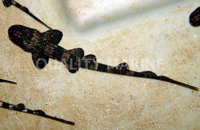 White Spotted Bamboo Shark - Quality Marine