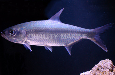 Indo-Pacific Tarpon - Quality Marine