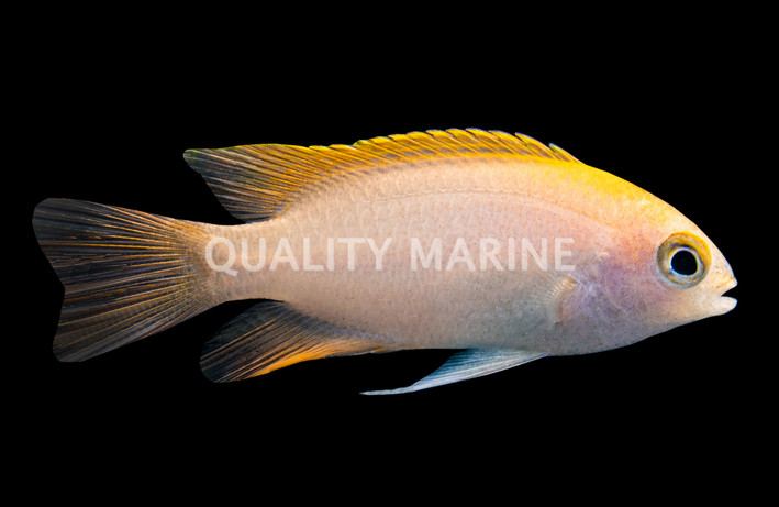 Smith's Damselfish - Quality Marine