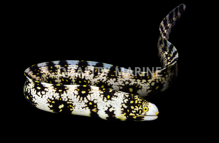 Snowflake Moray Eel - Quality Marine