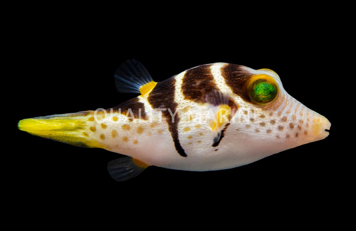 Saddle Valentini Pufferfish - Quality Marine