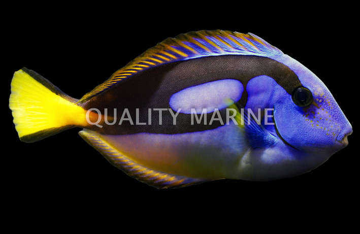 Yellow Belly Blue Tang - Quality Marine