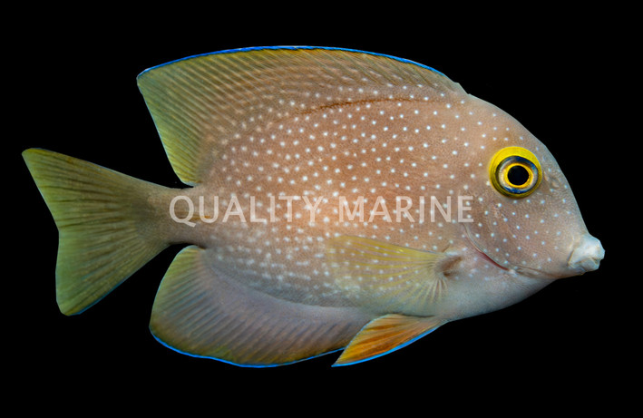 Indian Gold Ring Bristletooth Tang - Quality Marine