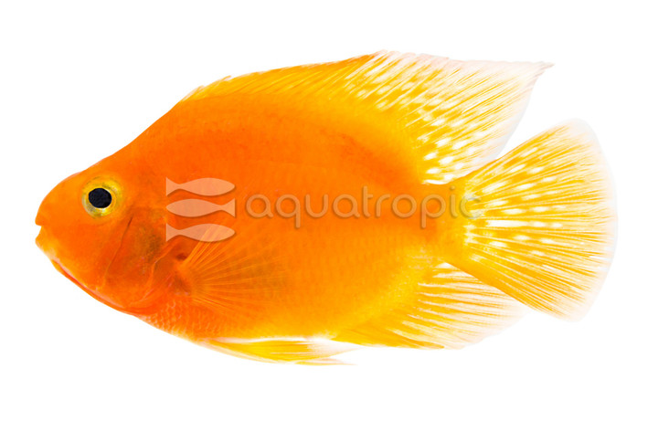 Parrot Red (Blood) - Quality Marine