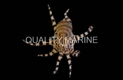 Octopus, Pygmy Zebra - Quality Marine