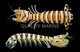 Zebra Mantis Shrimp - Quality Marine