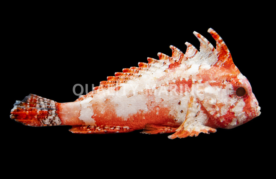 Red Rooster Pygmy Waspfish - Quality Marine