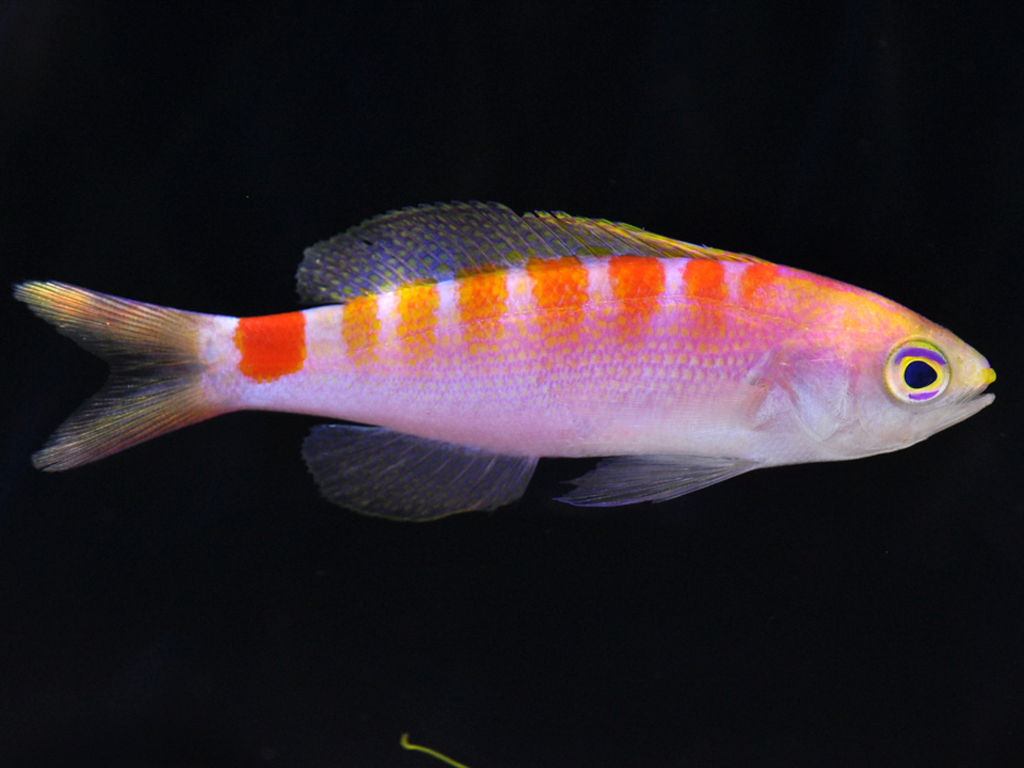 New Caledonias Unique Fishes - Quality Marine