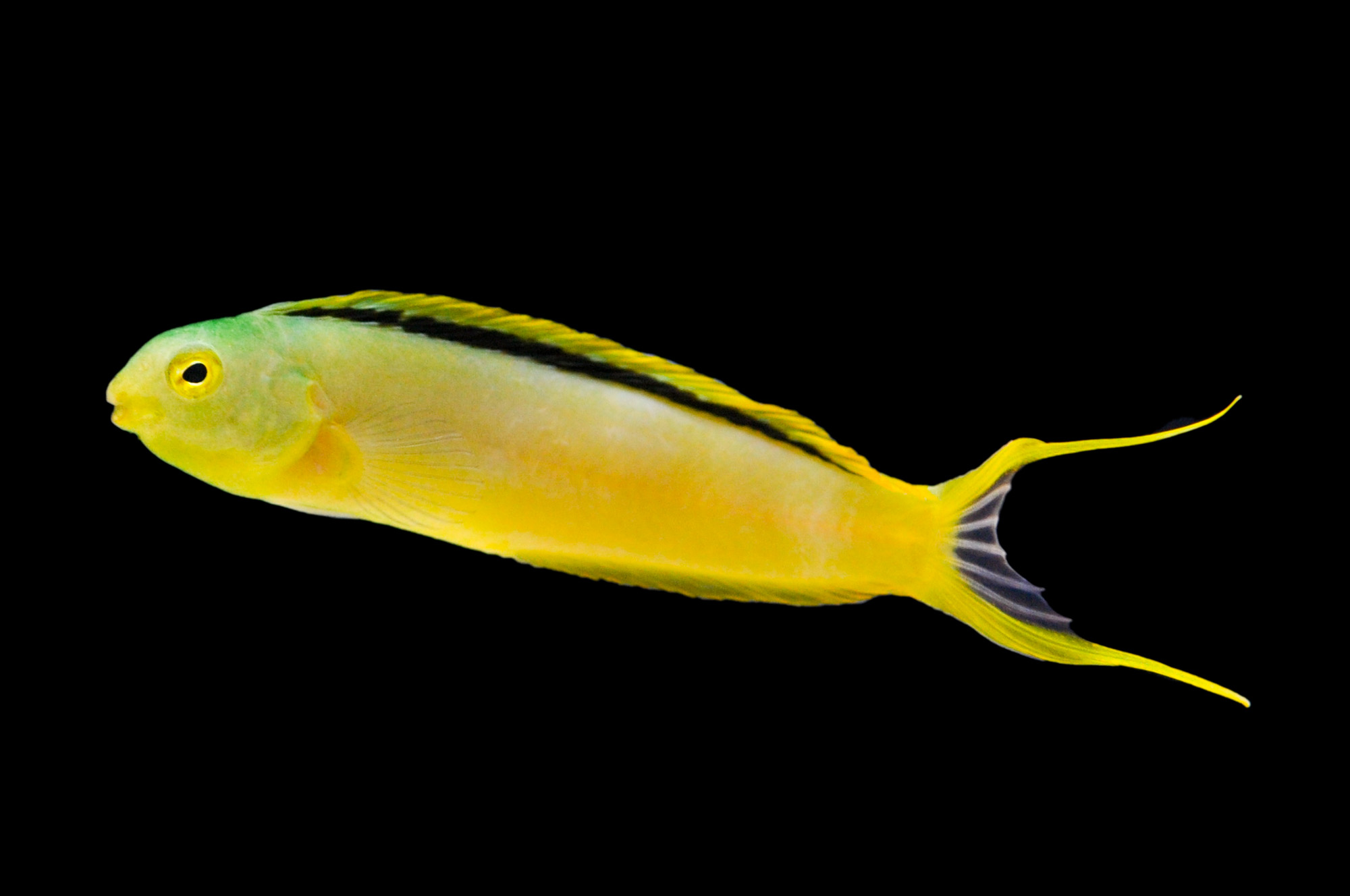 Tongas Unique Marine Life - Quality Marine