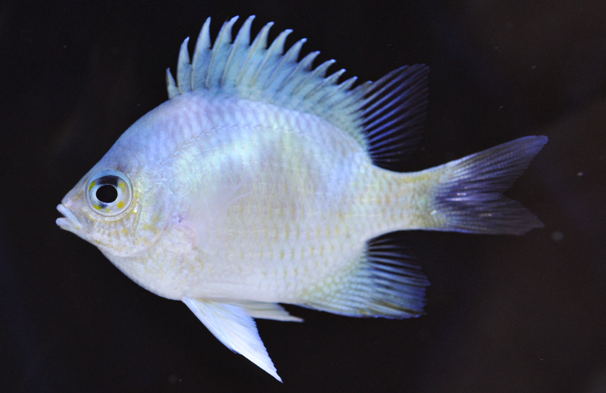 Endemics - Tonga - Quality Marine