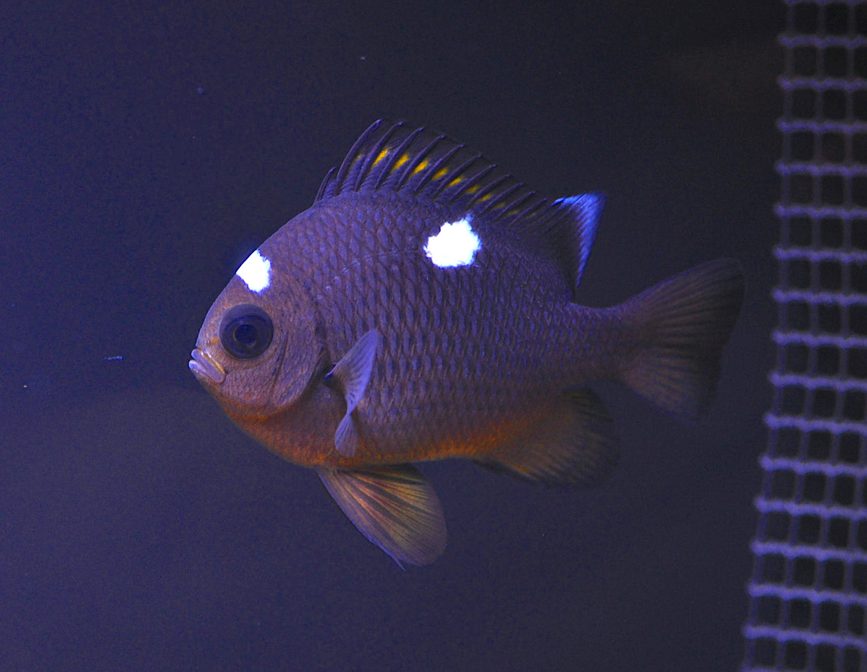 Fabulous Fijian Fishes - Quality Marine