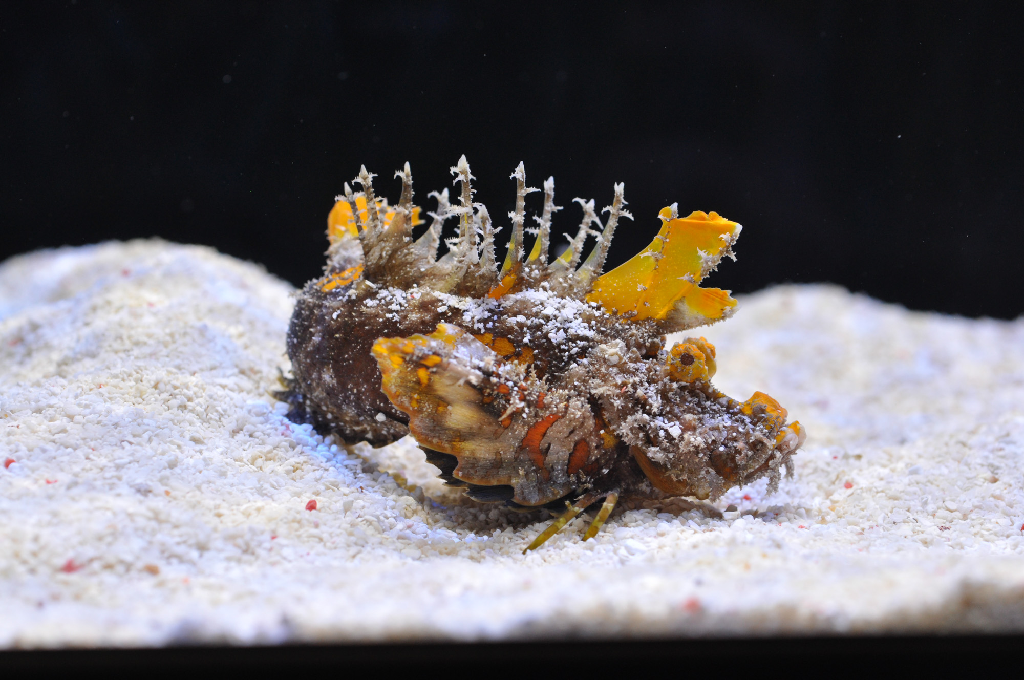 Fishes That Walk - Quality Marine