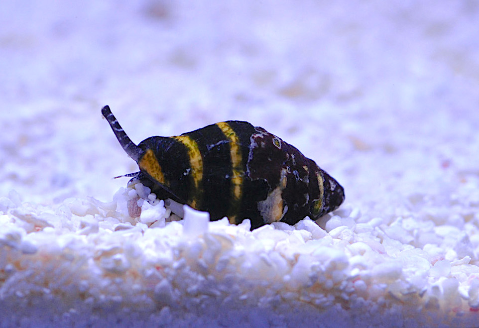 Carnivorous Snails For The Saltwater Aquarium - Quality Marine