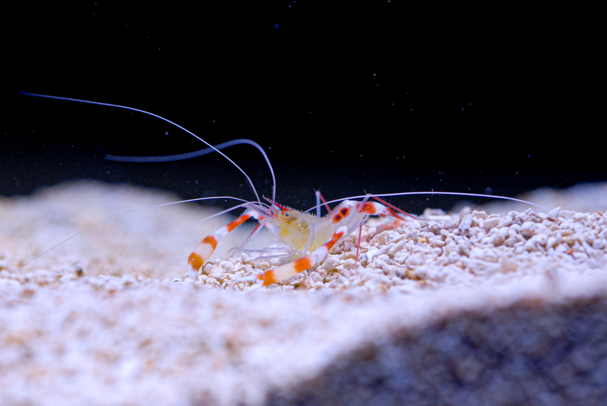 Revisited: Cave Shrimp - Quality Marine