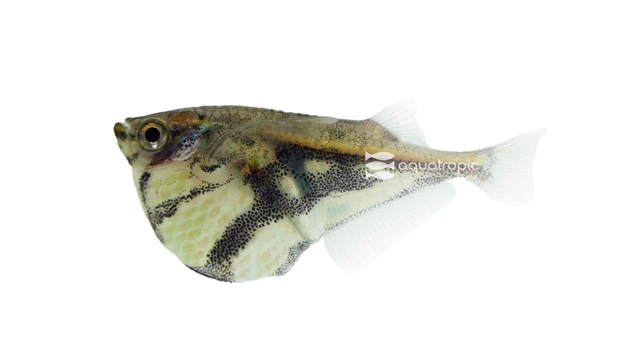 Marble Hatchetfish - Quality Marine