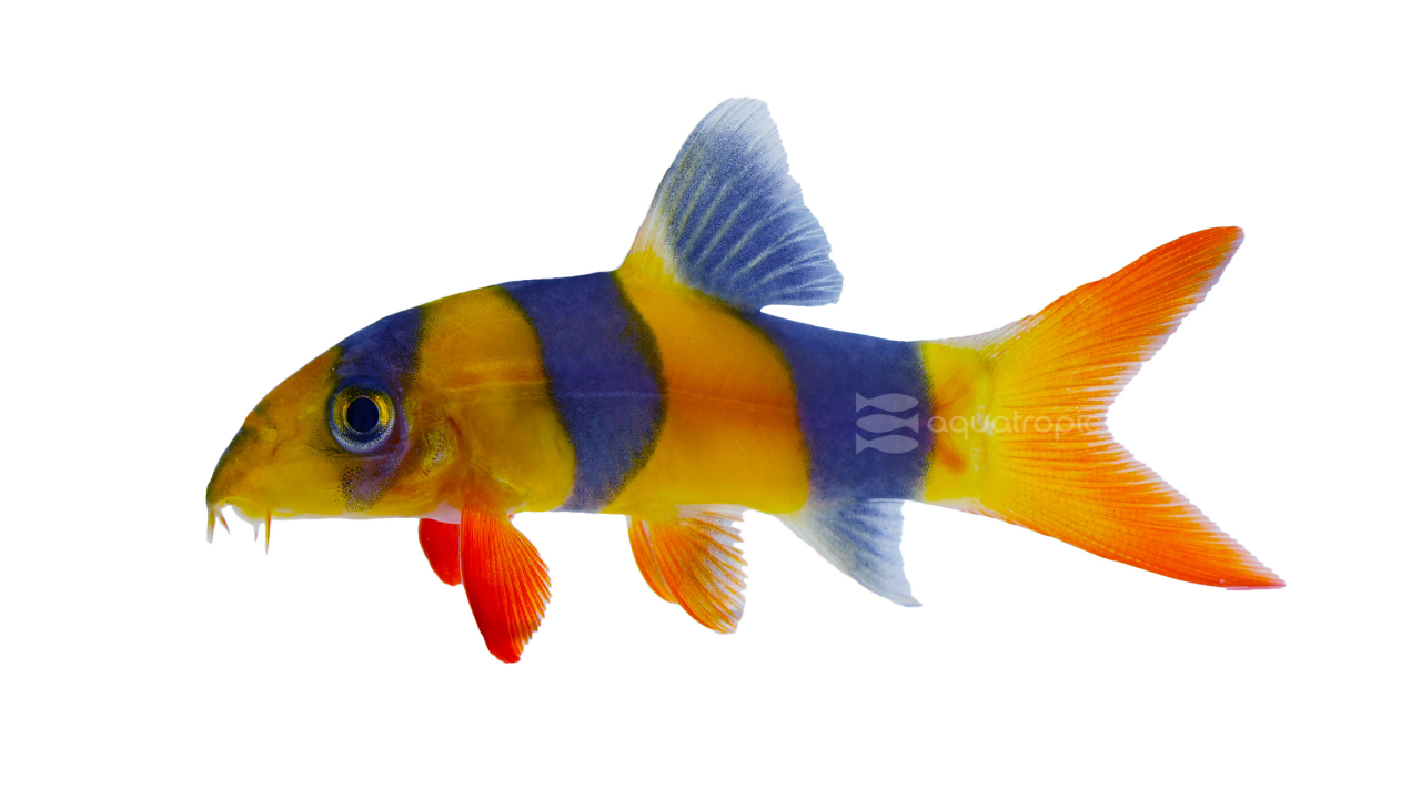 Clown Cars For Aquariums - Quality Marine