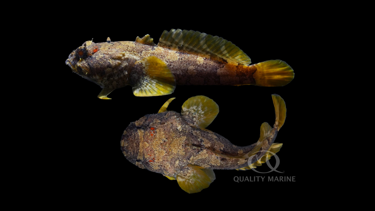 Grunting Toadfish - Quality Marine